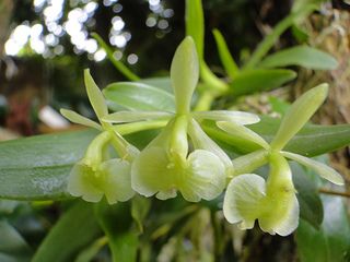 Epidendrum difforme【Native Orchid Native Orchid】-蘭花情報局